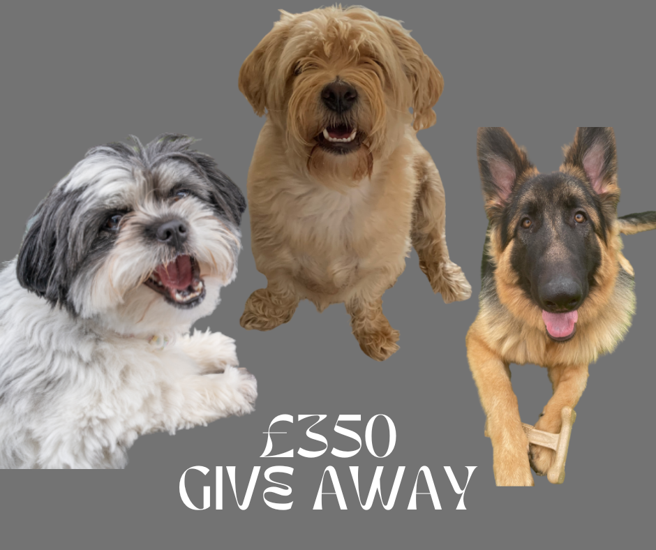 WIN! this AMAZING Dog Product bundle worth over £350 - The Weekend Pages